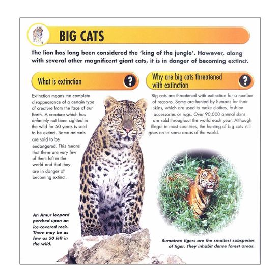 Learning is Fun. FOCUS ON - BIG CATS
