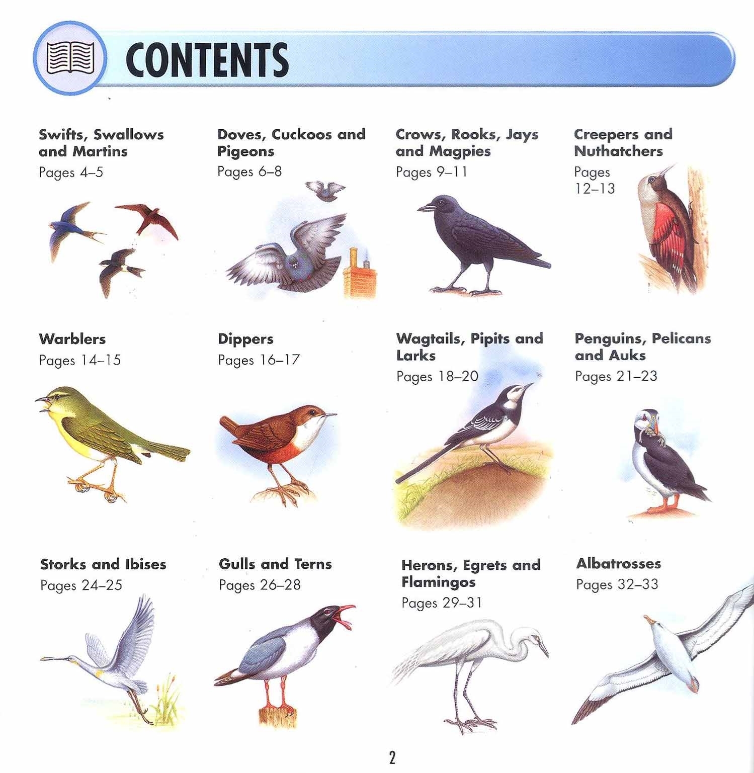 Learning is Fun. FOCUS ON with LENTICULAR - BIRDS