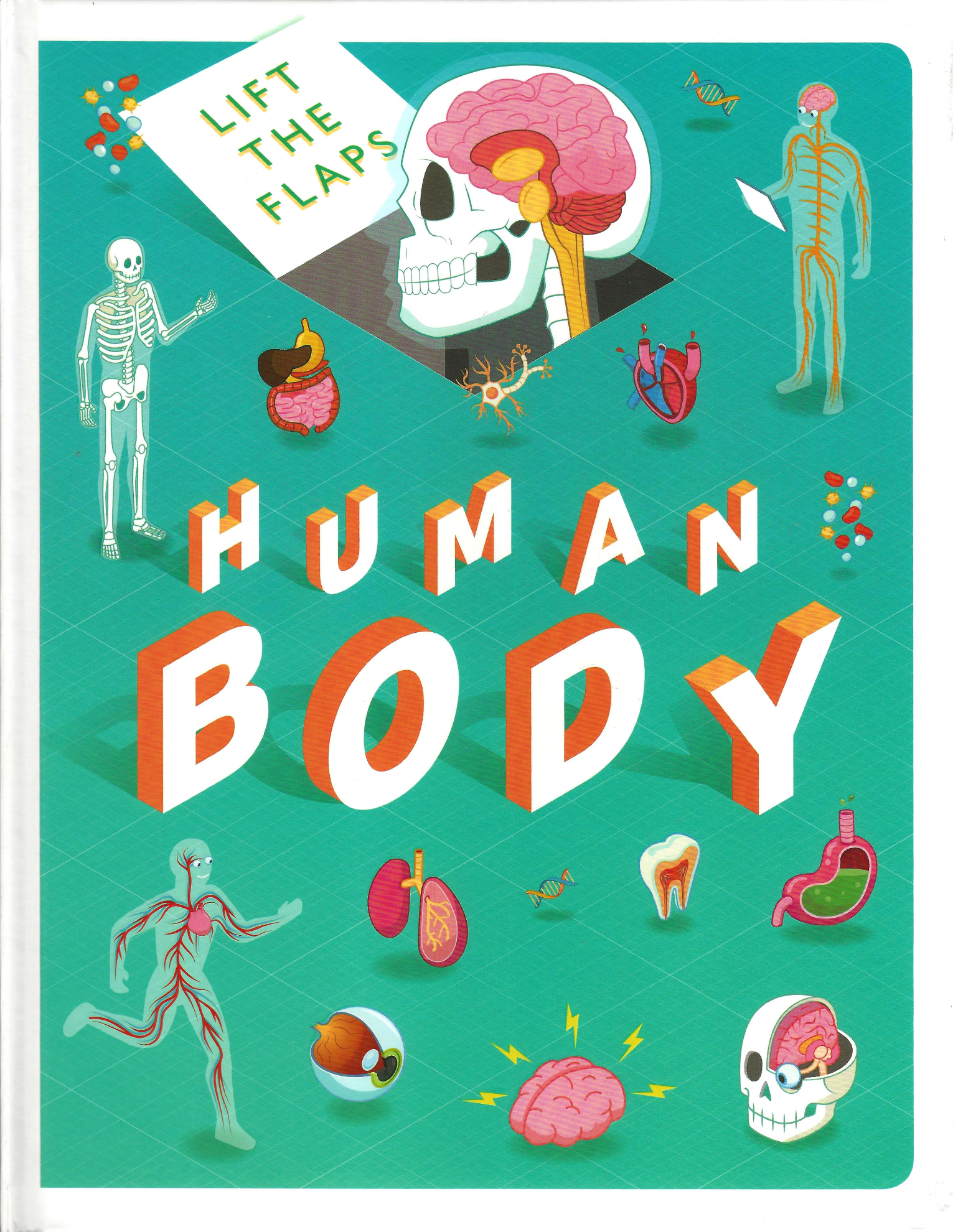 Learning is Fun. LIFT THE FLAPS-HUMAN BODY